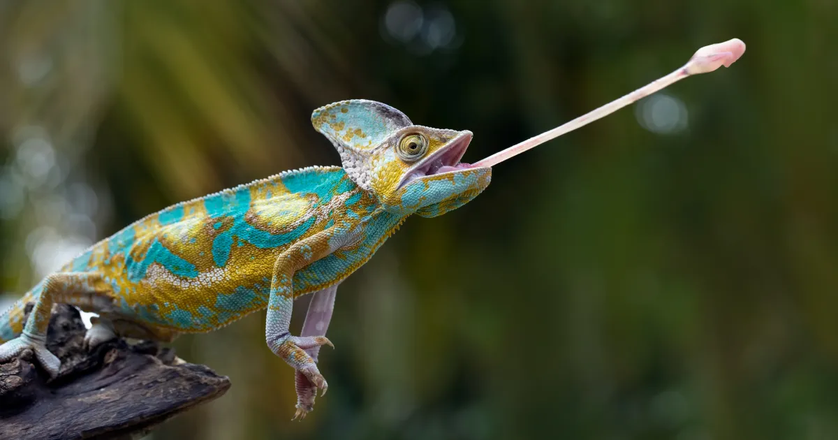 Species introduction: Chameleons - Conscious Explorer