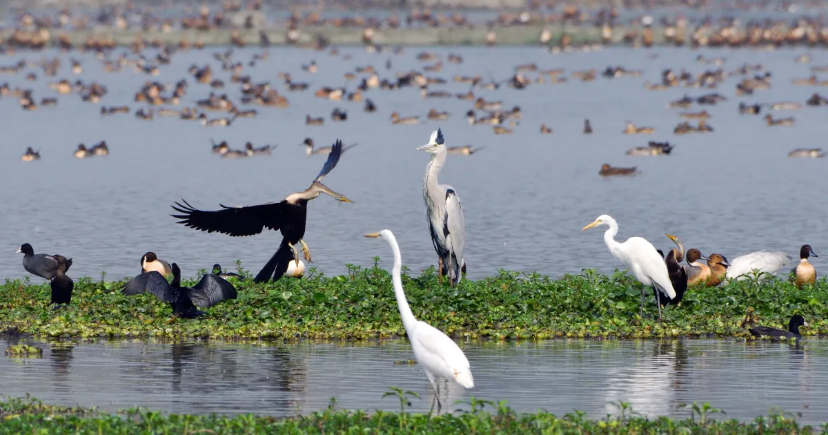 Projects for more biodiversity - Conscious Explorer