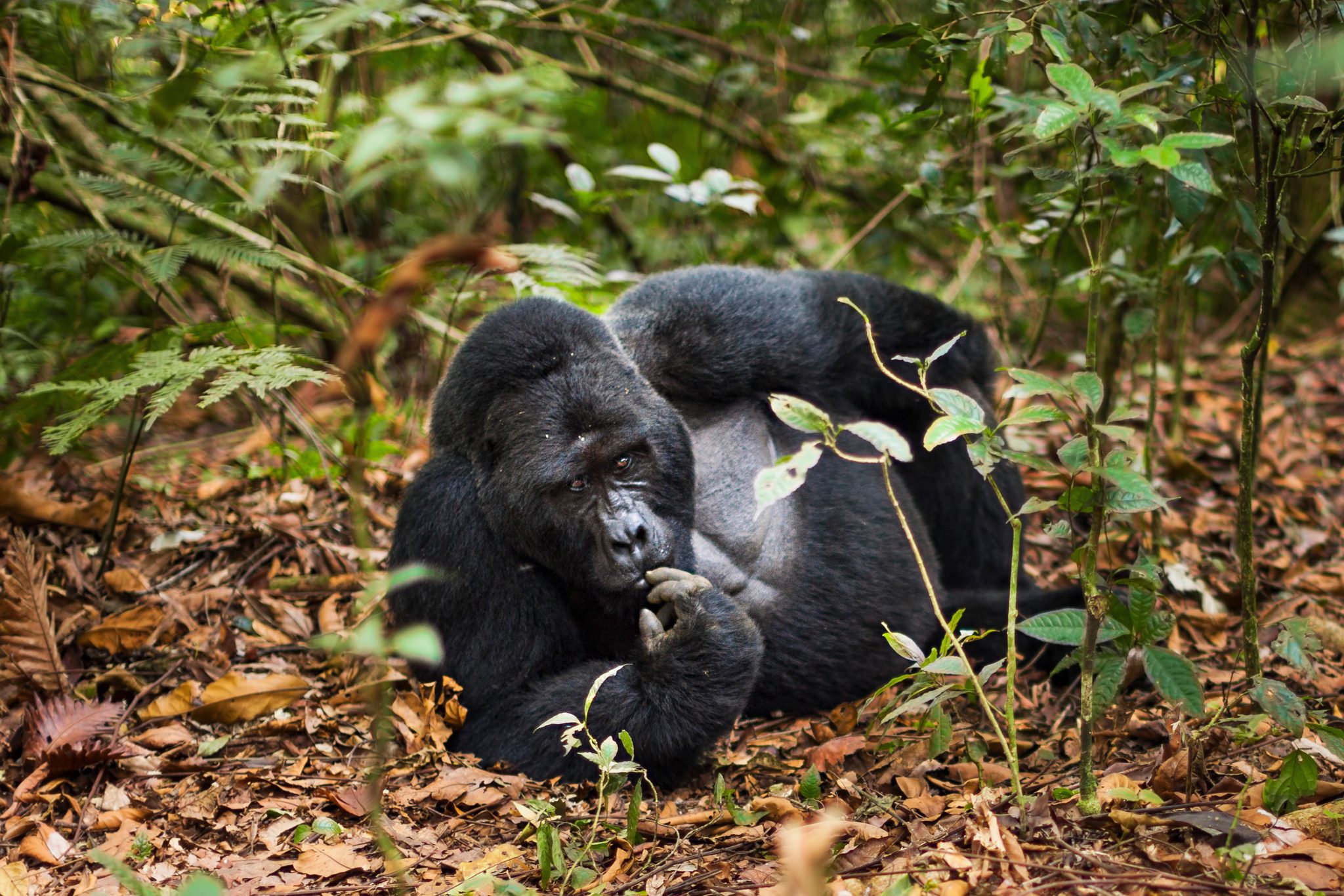 Gorilla Trekking Experience, Uganda - Conscious Explorer