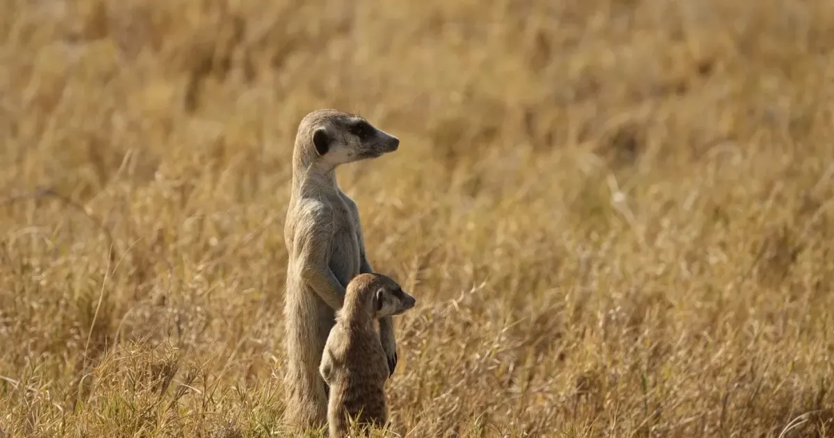 Partners - Conscious Explorer