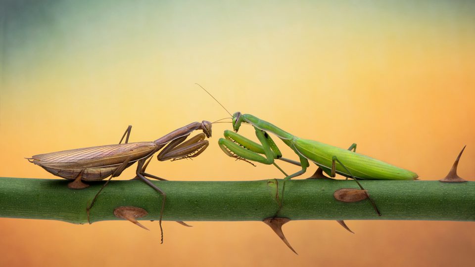 Species Introduction: Praying mantis - Conscious Explorer