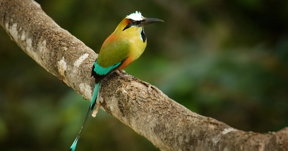 El Salvador’s National bird: Torogoz - Conscious Explorer