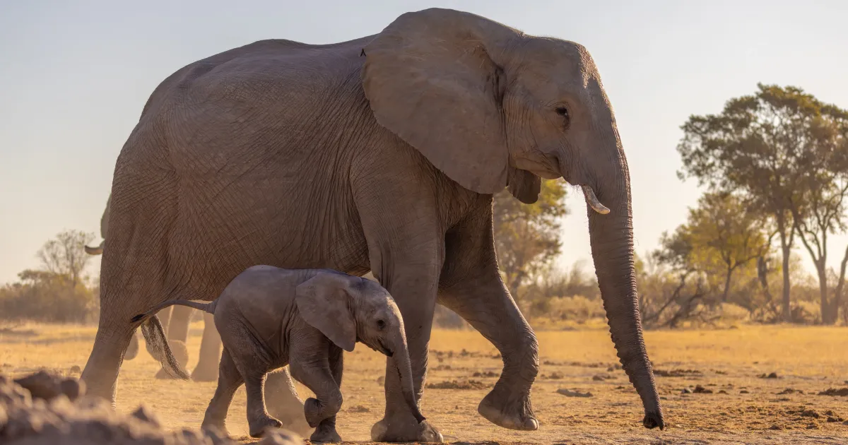 Rückkehr des amerikanischen Bisons - Conscious Explorer