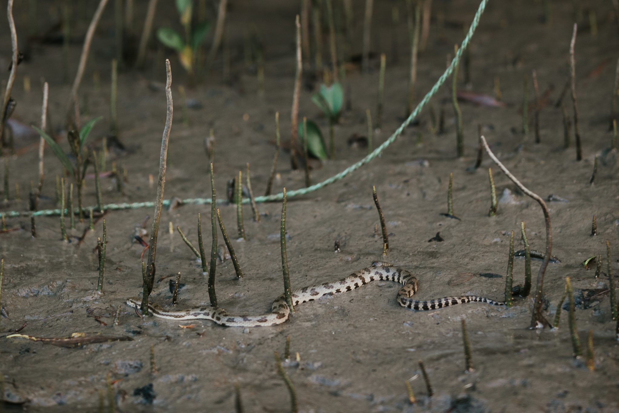 Sundarbans: Largest Mangrove Forest - Conscious Explorer