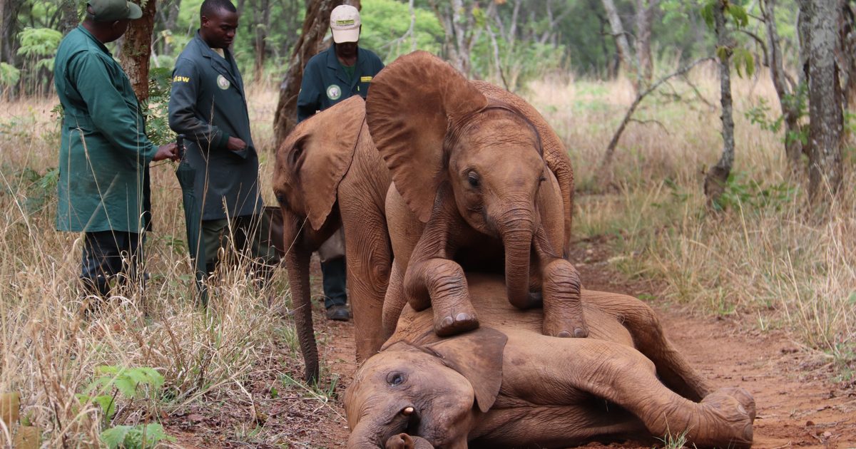 Our partner: Game Rangers International - Conscious Explorer