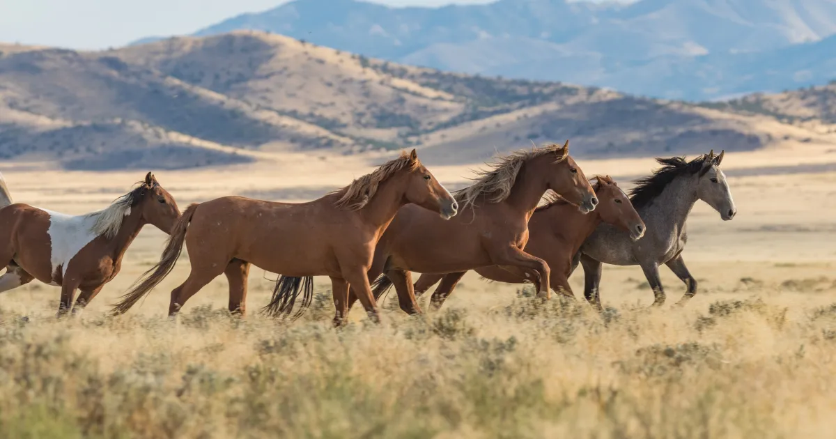 American mustangs - Conscious Explorer