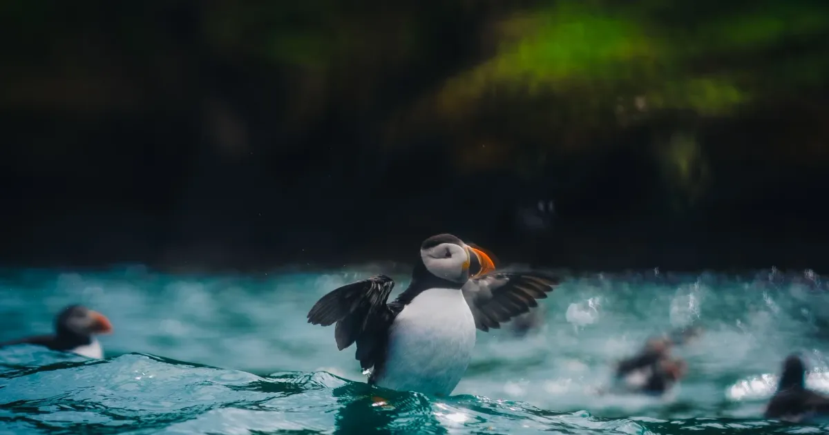 Our partner: Celtic Deep - Conscious Explorer