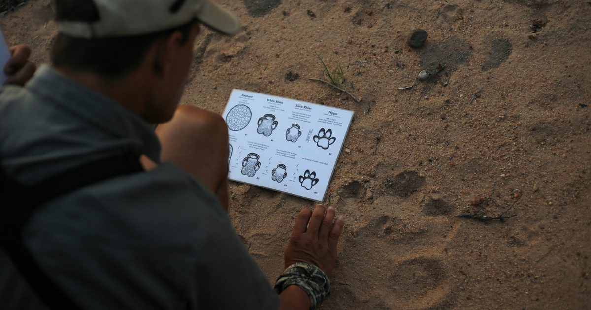 Online Tracking Course, Southern Africa - Conscious Explorer