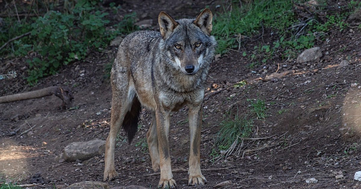 Wolf Conservation in Portugal - Conscious Explorer