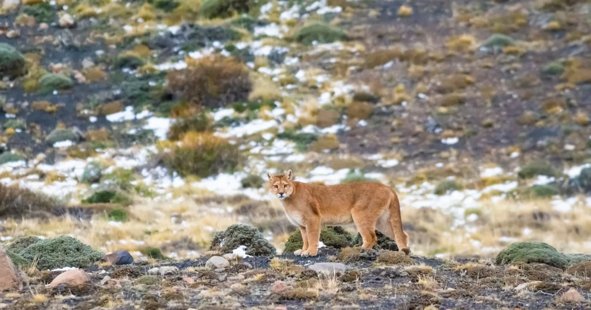 Species Introduction: Puma genus - Conscious Explorer