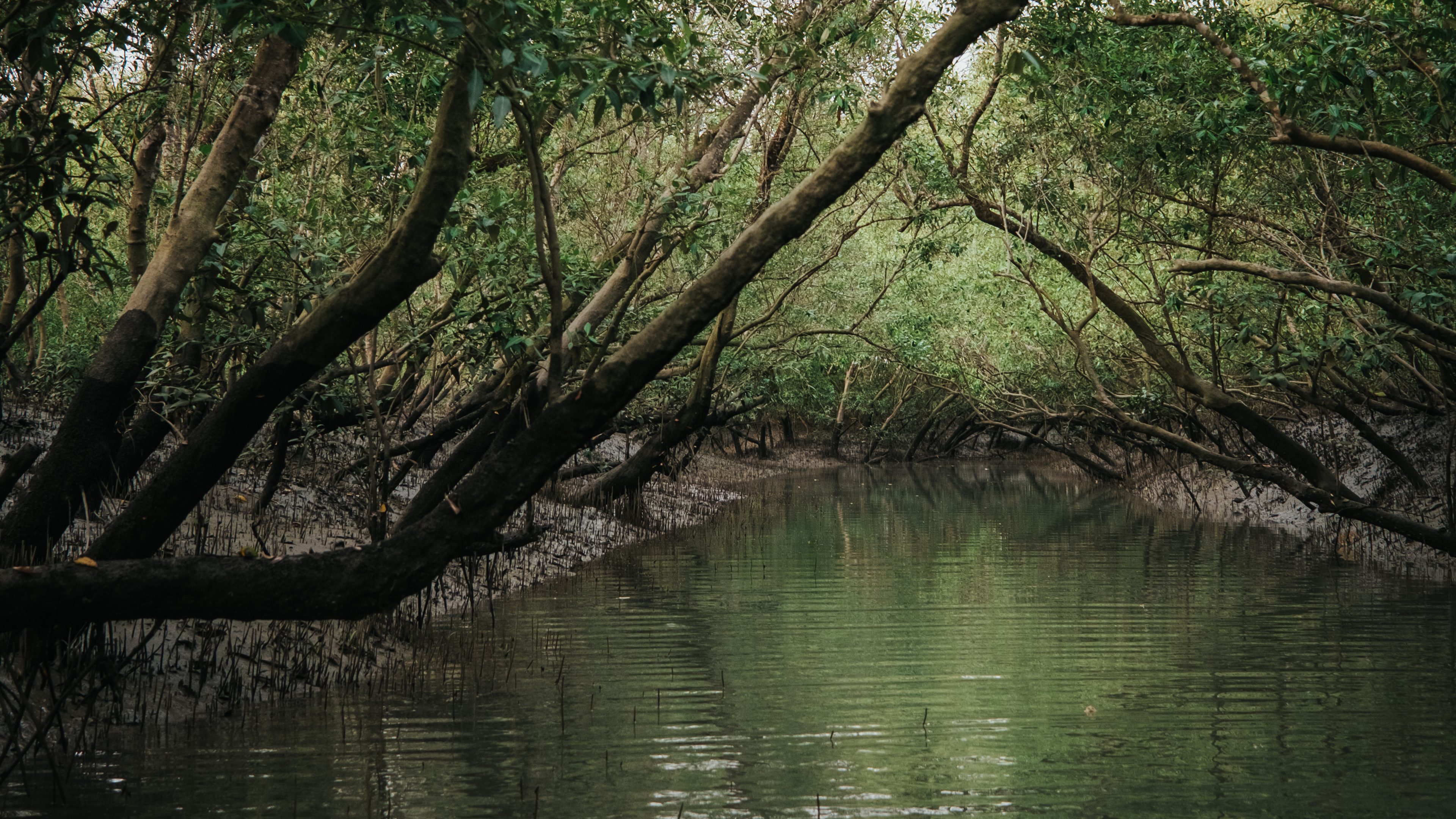 Sundarbans: Largest Mangrove Forest - Conscious Explorer