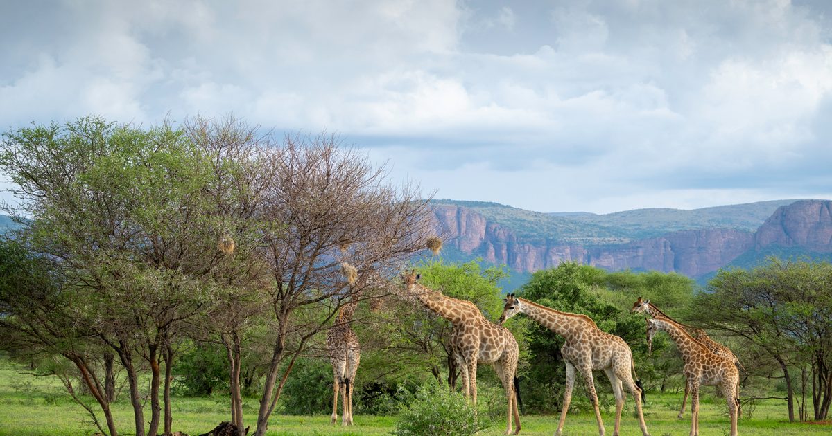 Our partner: Marataba - Conscious Explorer