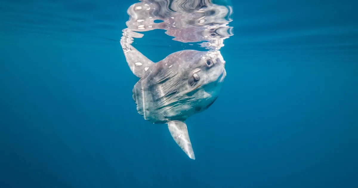 Der Sonnenfisch - eine lebende Anomalie - Conscious Explorer